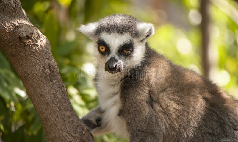 Lemur portrait stock photo. Image of mammal, curious - 56182948