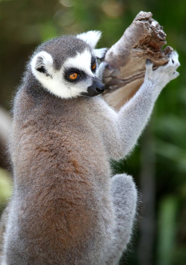 Lemur Primate stock image. Image of adult, brach, grippimg - 38582487