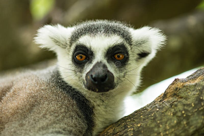 Lemur Ring-tailed (Lemur Catta) Immagine Stock - Immagine di babbuino ...