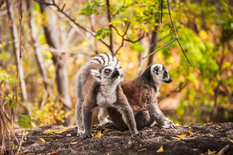 Lemur stock image. Image of animal, pretty, grey, fluffy - 56664085