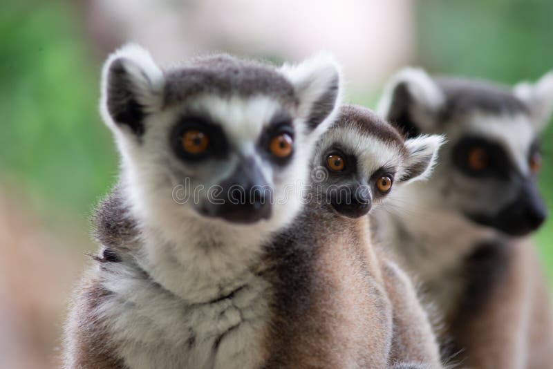 Lemur stock photo. Image of endangered, primate, africa - 142108938