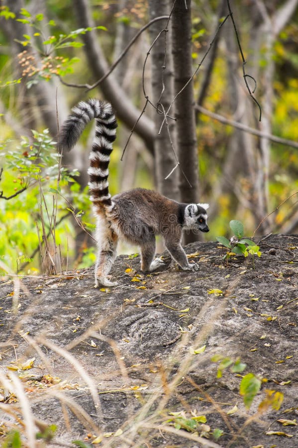 Lemur stock photo. Image of madagascar, africa, pretty - 56663714