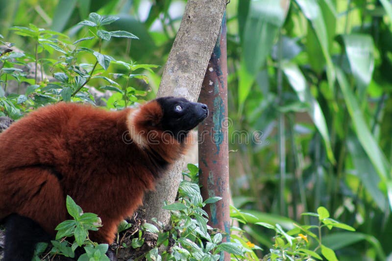 Lemur rojo imagen de archivo. Imagen de pista, pares - 40740893