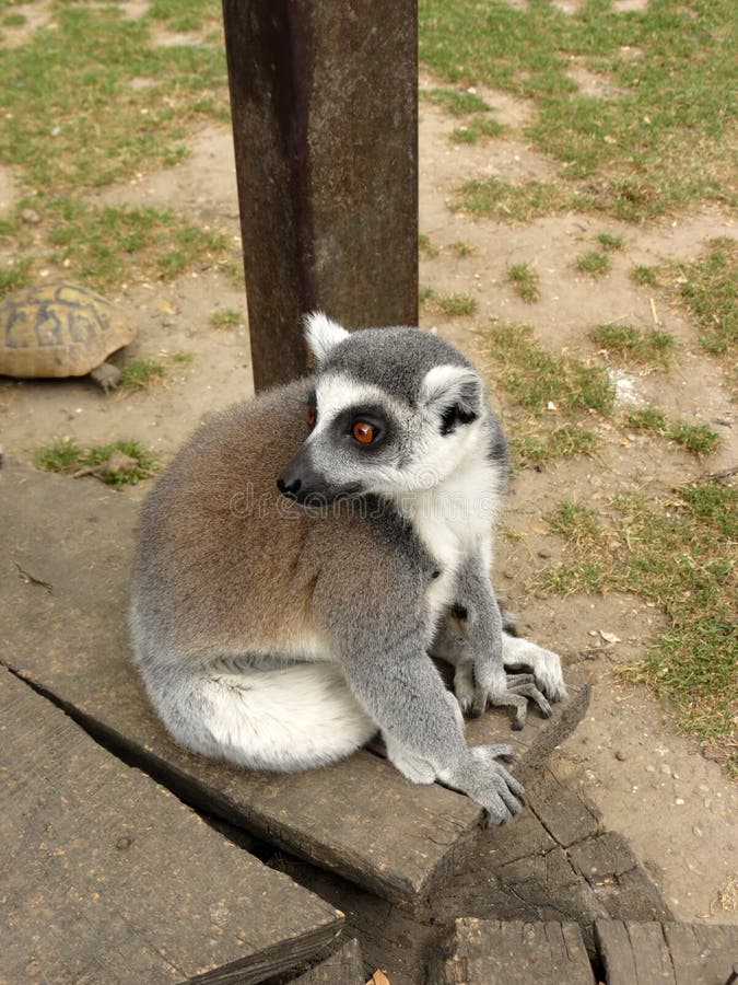Lemur sitting on a bench stock photo. Image of sitting - 66012114