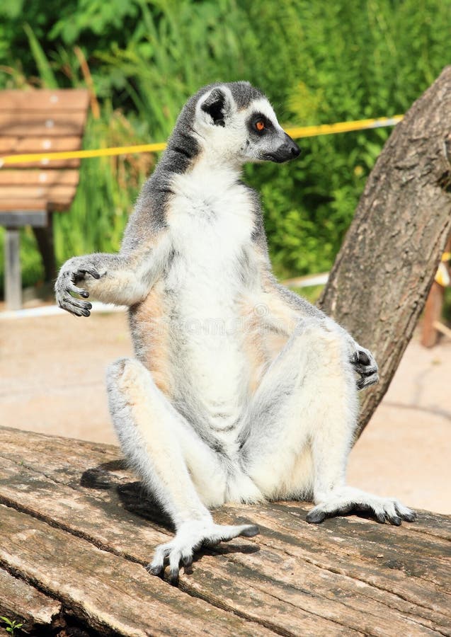 Lemur sitting on trunk stock photo. Image of cute, grey - 106760438