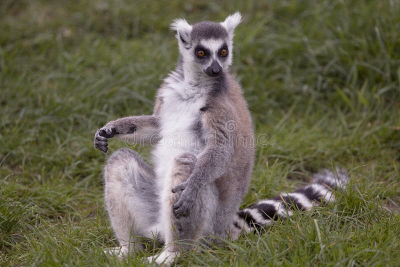 A Lemur Sitting in Grass Land Stock Image - Image of katta, lemuridae ...