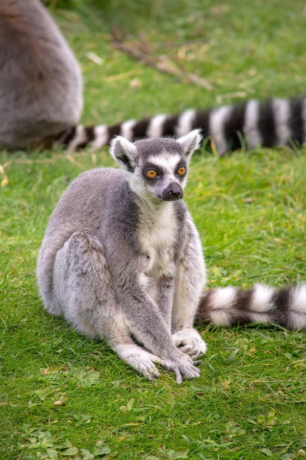 Lemur sitting on grass stock photo. Image of black, primate - 622722