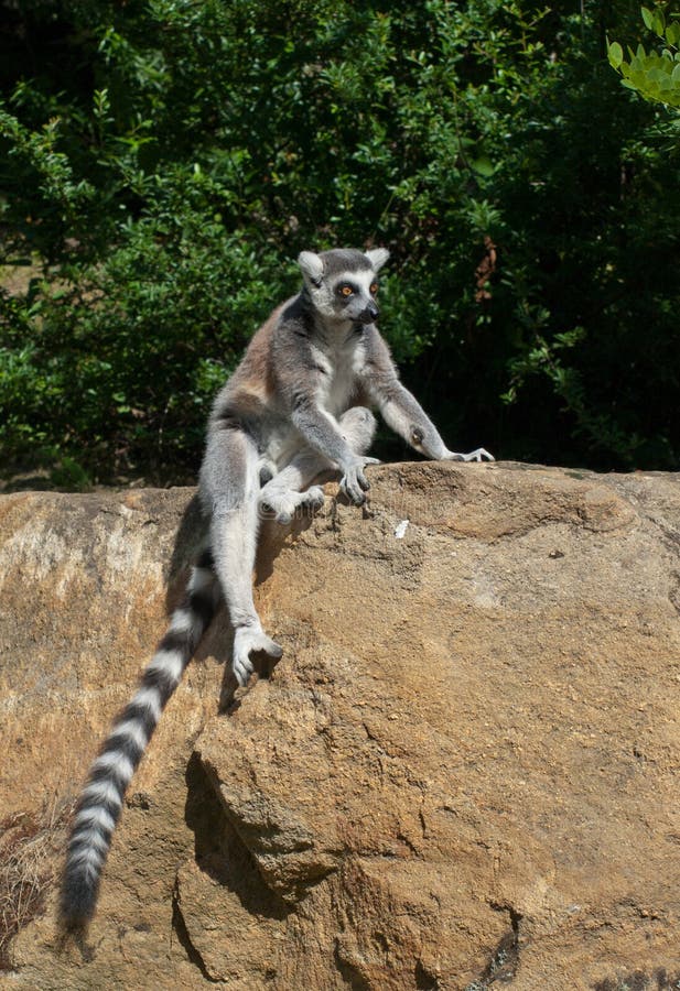 Lemur sitting on a stone stock image. Image of siesta - 26693447