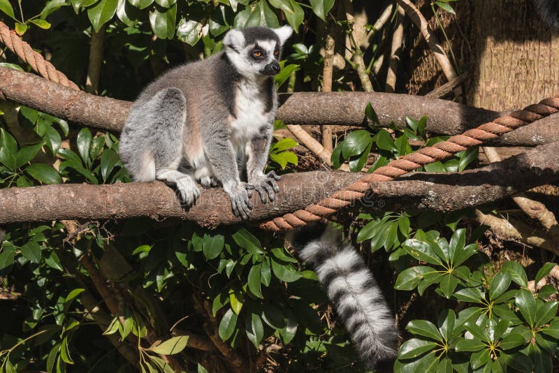Lemur Sitting on Tree Branch Stock Photo - Image of branches, lemur ...
