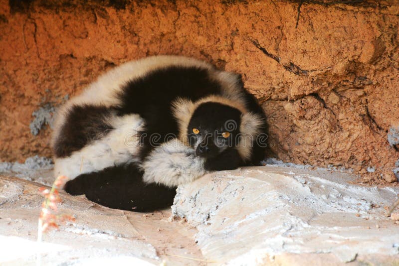 Lemur stock photo. Image of madagascar, wildlife, monkey - 48121374