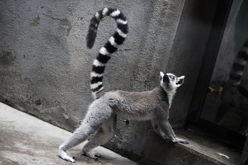 Lemur stock image. Image of claws, beautiful, striped - 50277103