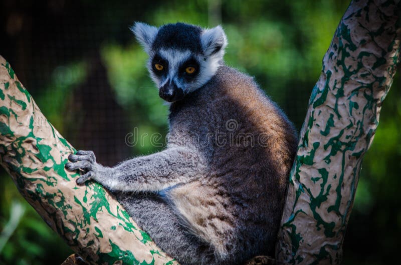 Lemur Staring at You stock image. Image of melbourne - 95883325