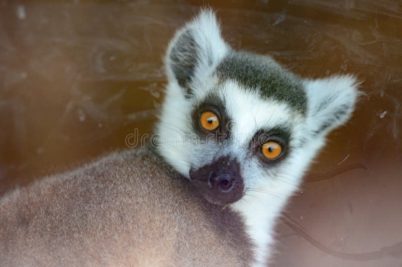 Lemur with a Stern and Scary Look, a Primate at the Zoo. Stock Image ...