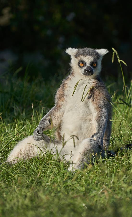 Lemur Sitting on a Tree Stump in a Grassy Field Stock Photo - Image of ...