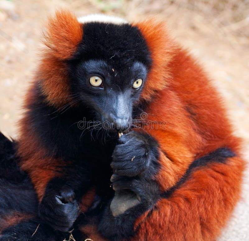 Lemur Superado Rojo (rubra De Varecia) Imagen de archivo - Imagen de ...