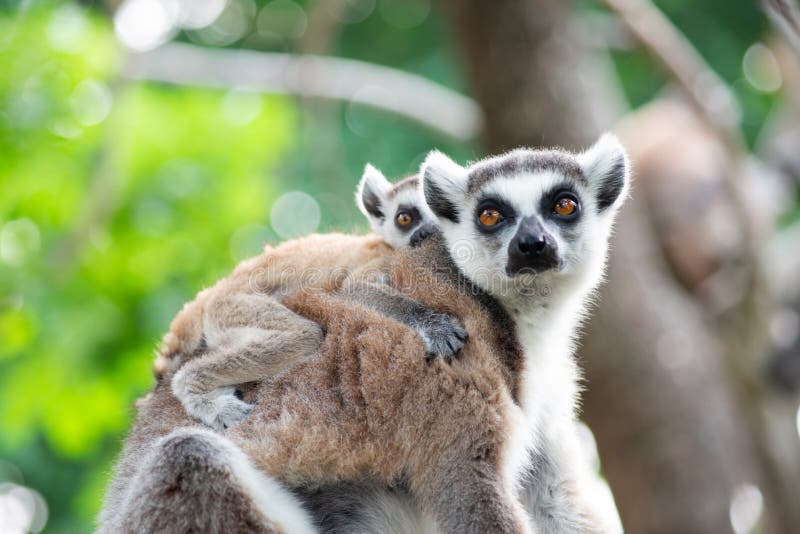 Lemur and their baby stock photo. Image of endangered - 164149102