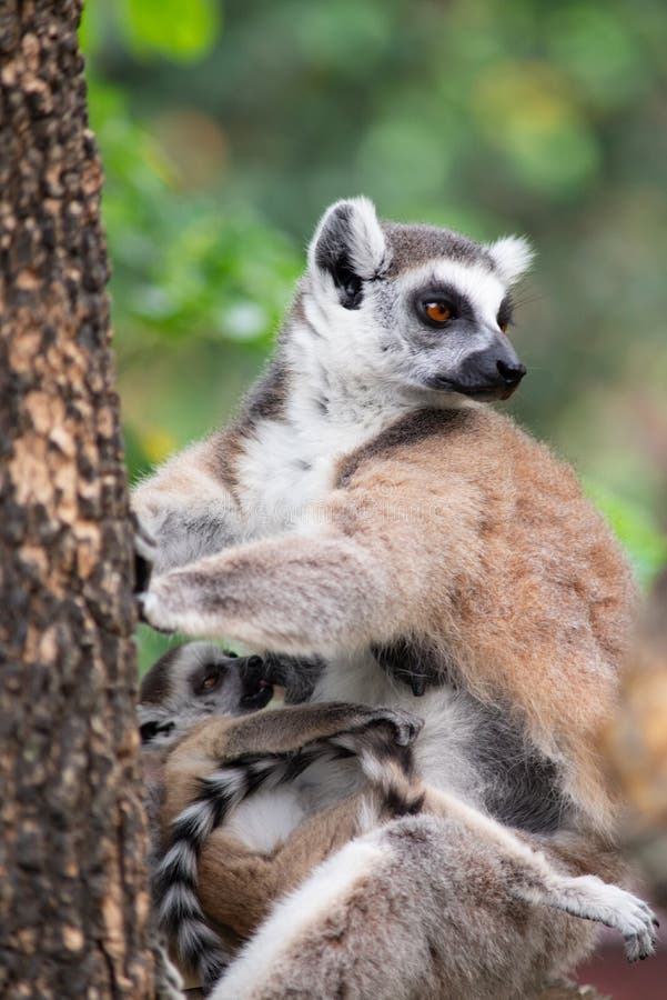 Lemur and their baby stock photo. Image of lemur, back - 164149144