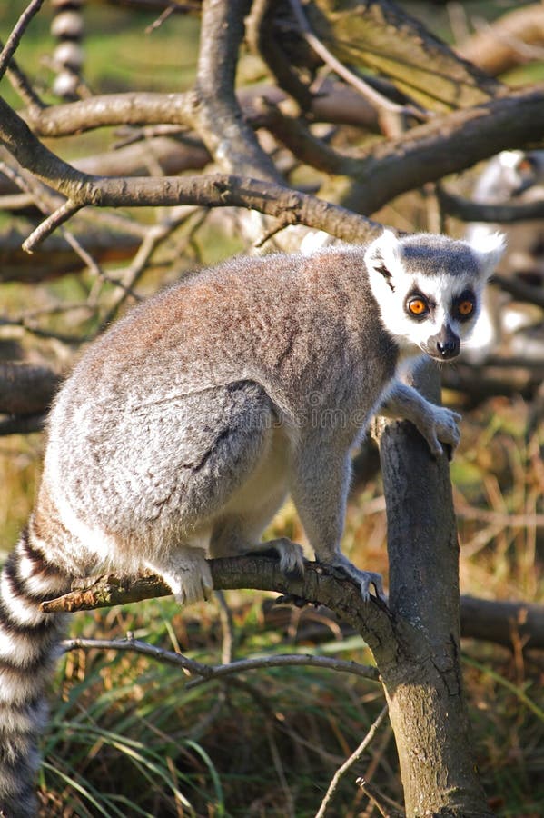 Lemur tree stock photo. Image of african, catta, monkey - 21839020
