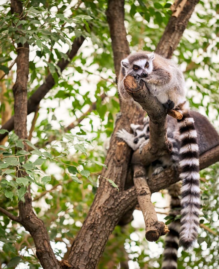 Lemur on tree stock image. Image of park, africa, wildness - 40390875