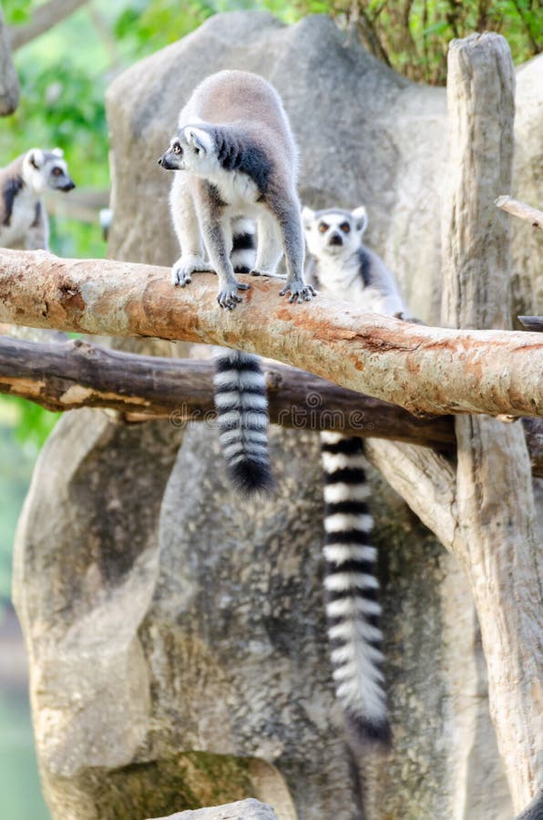 Lemur on Tree Branch in the Nature Stock Image - Image of natural ...