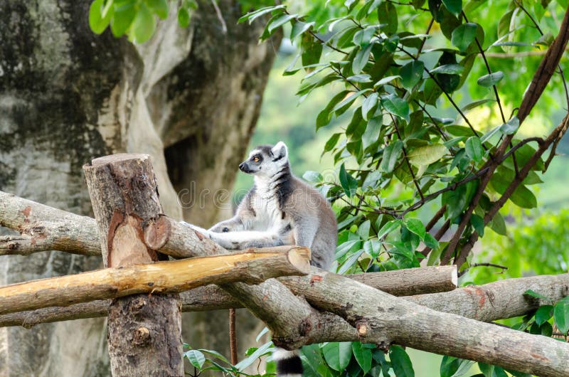 Lemur on Tree Branch in the Nature Stock Image - Image of natural ...