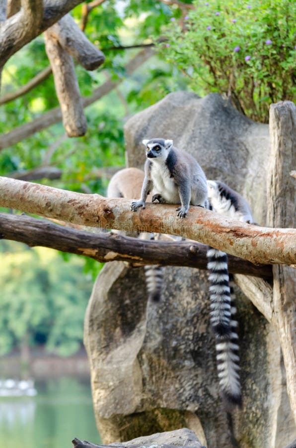 Lemur on Tree Branch in the Nature Stock Photo - Image of catta ...