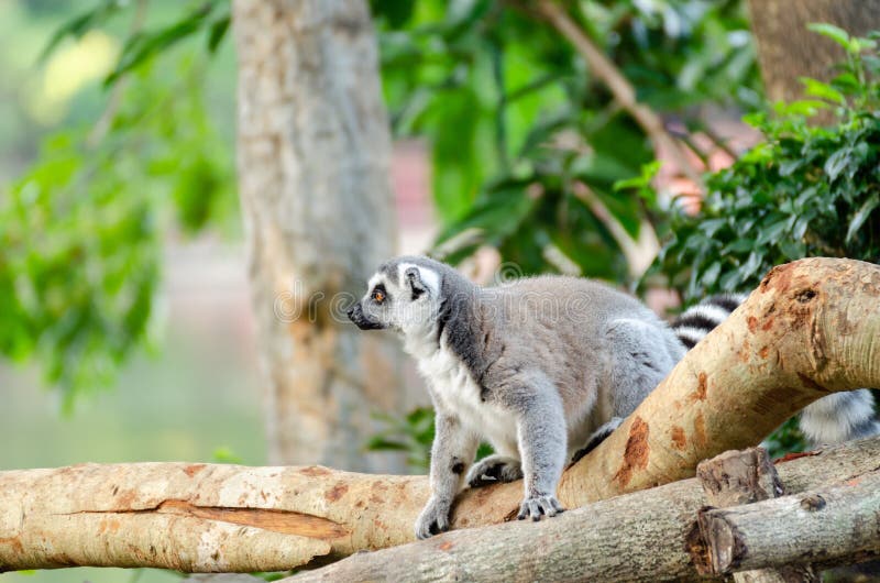 Lemur on Tree Branch in the Nature Stock Image - Image of nature ...