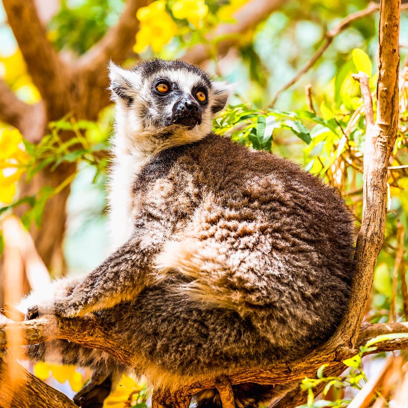 Lemur on tree branch stock photo. Image of ring, lemur - 54939798