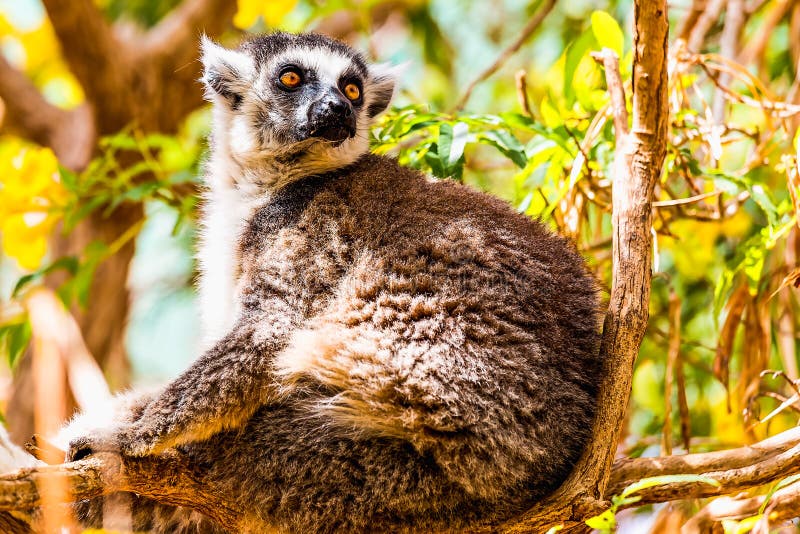 Lemur on tree branch stock photo. Image of white, wild - 54936126