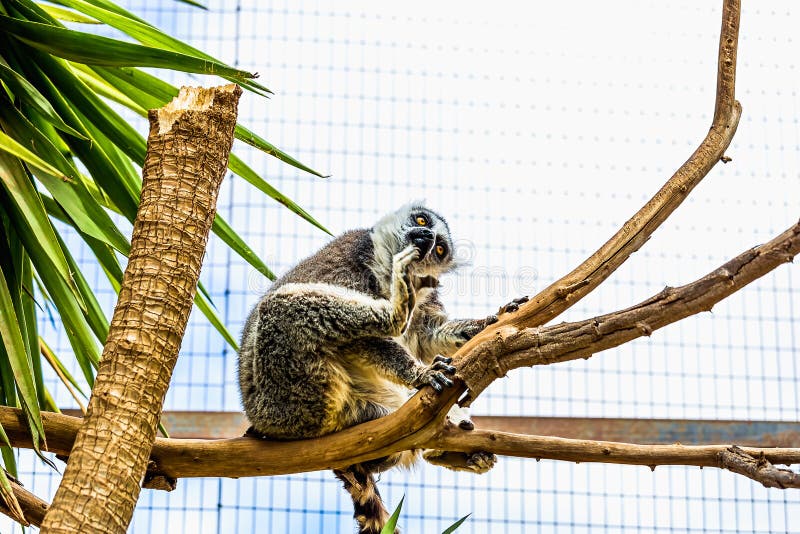 Lemur on tree branch stock image. Image of mammal, white - 54936133