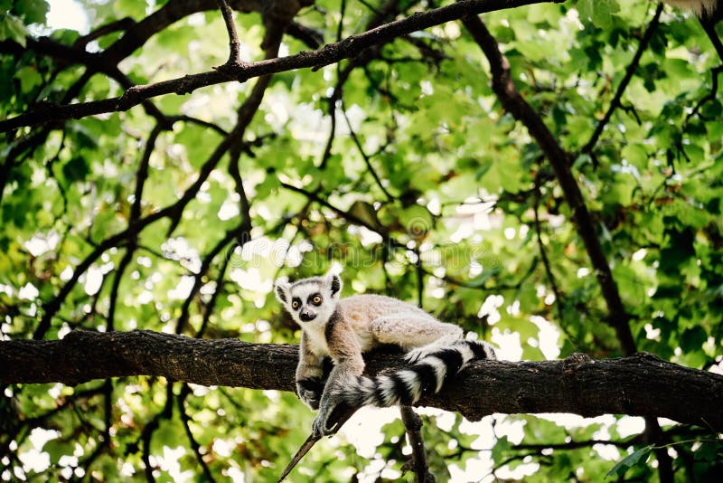 Lemur on tree stock image. Image of ring, rainforest - 123334189