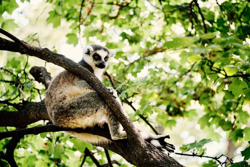 Lemur on tree stock photo. Image of mammal, ring, mammalia - 123334278