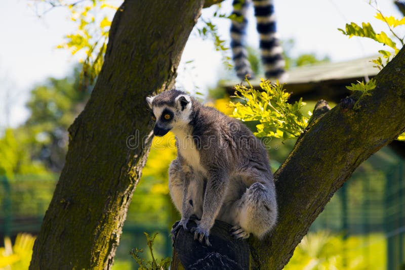 Lemur on the tree stock photo. Image of tree, nature - 31253252