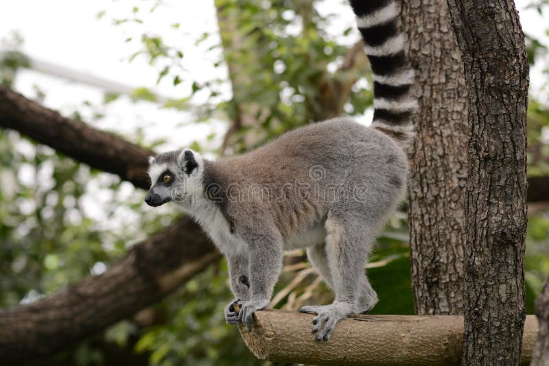 Lemur on a tree stock image. Image of lemur, species - 62277669