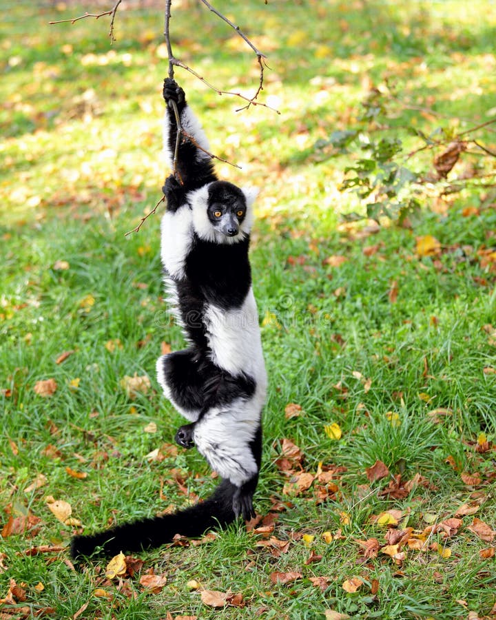 Lemur vari stock photo. Image of lemur, crepuscular, tail - 17851534