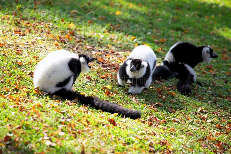 Lemur vari stock image. Image of activity, single, euarchontoglires ...