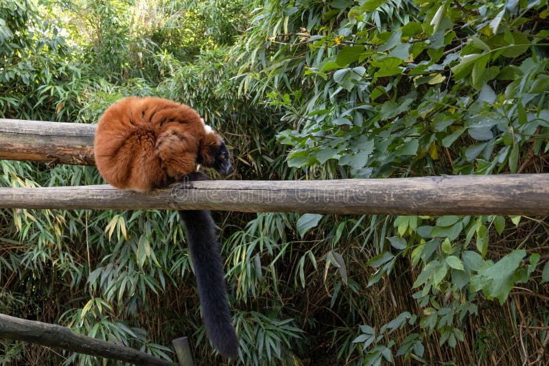Lemur Vari Red Sits on a Log in the Forest Stock Photo - Image of ...