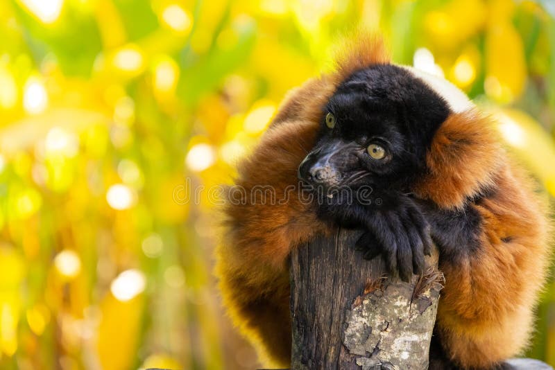 Lemur Vari Red Sits on a Tree on a Clear Sunny Day Stock Image - Image ...