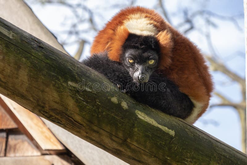 Lemur Vari Red Sits on a Tree on a Clear Sunny Day Stock Image - Image ...