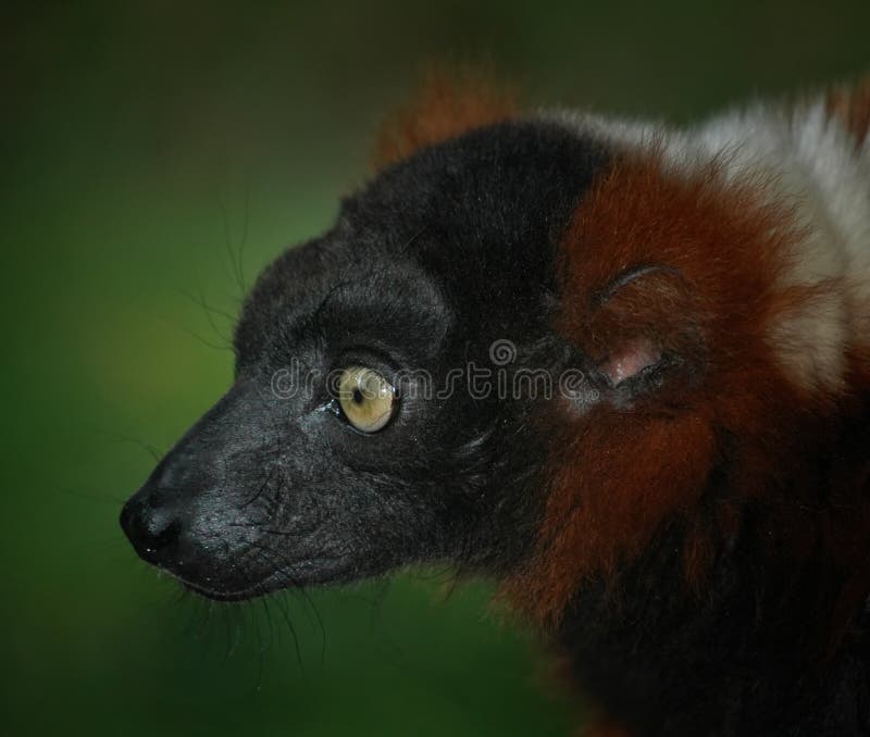 Lemur - vari rojo foto de archivo. Imagen de tropical - 21187704