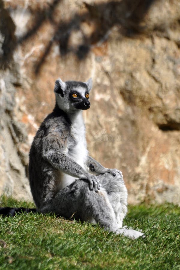 Lemure stock image. Image of lemuridae, forest, wilde - 12204301