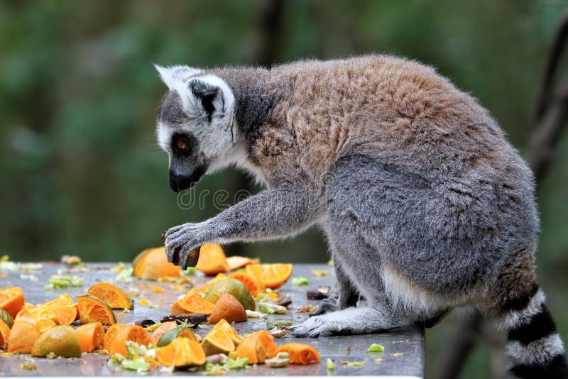 Lemure catta nel Sudafrica fotografia stock. Immagine di seduta - 104789658