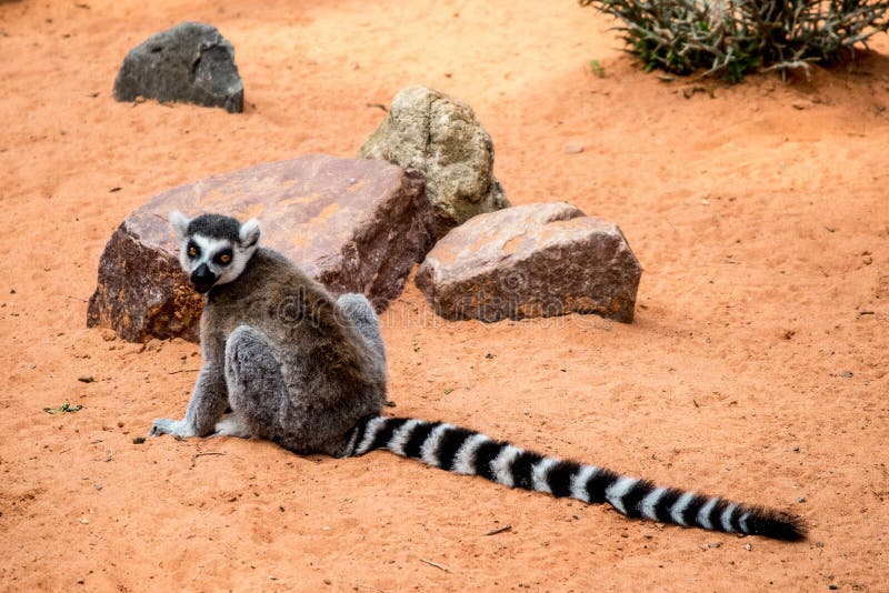 Lemure del Madagascar immagine stock. Immagine di nave - 44380845