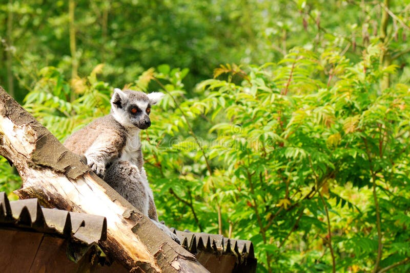 Lemuridae stock photo. Image of madagascar, mammal, primate - 18025068