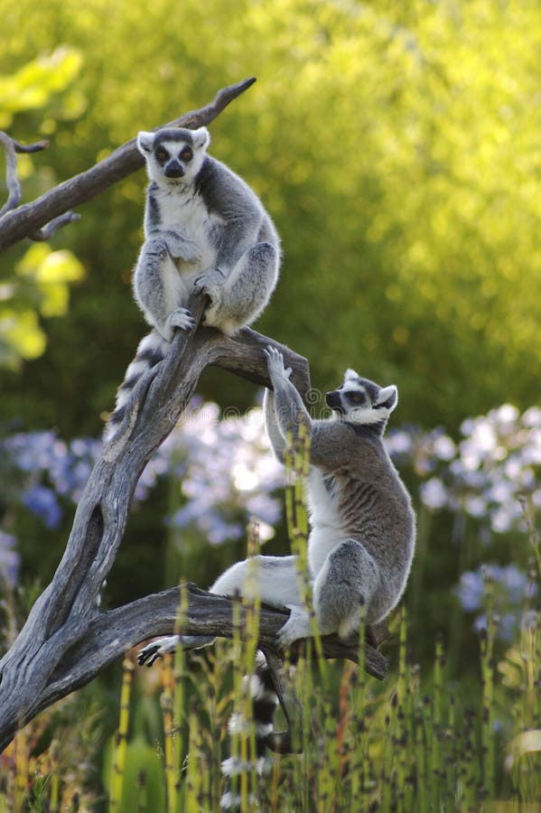 Lemurs stock photo. Image of tree, arboreal, mammals, madagascar - 4254682