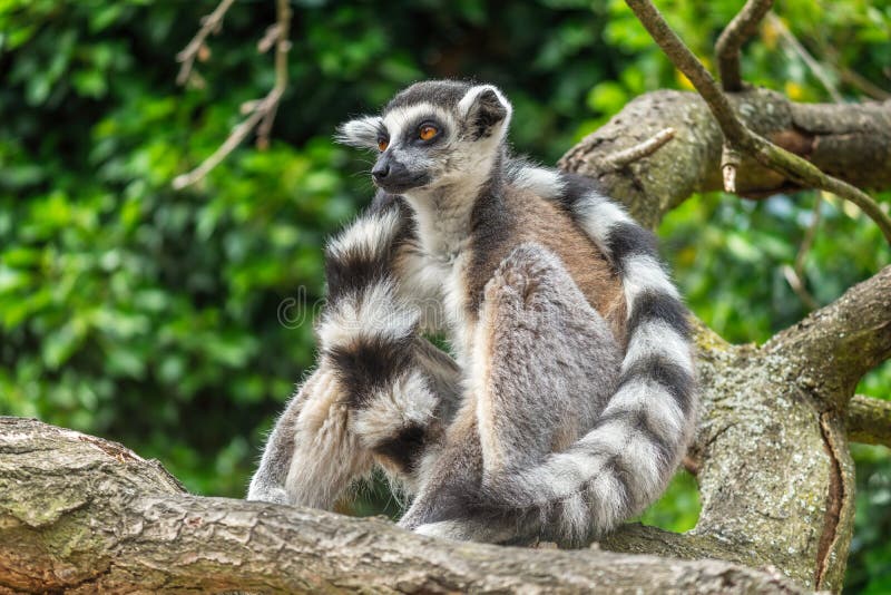 Lemurs on a branch of tree stock image. Image of wildlife - 196921067