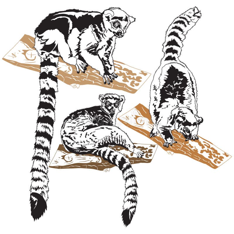 Lemurs stock vector. Illustration of lemur, primate, mammal - 56573292