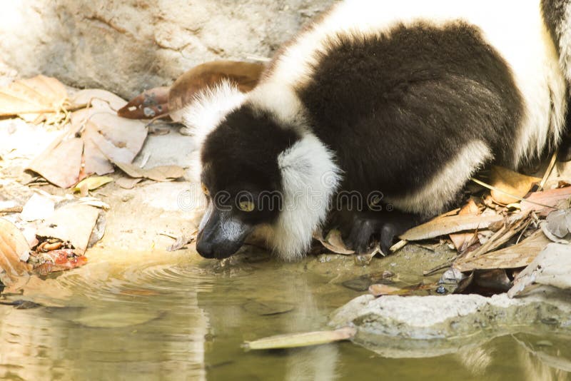 Lemurs drinking water stock image. Image of scene, playing - 89650139