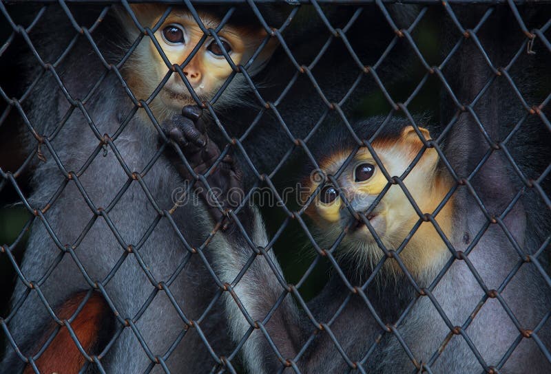 Lemurs five colors stock image. Image of five, monkey - 125750481
