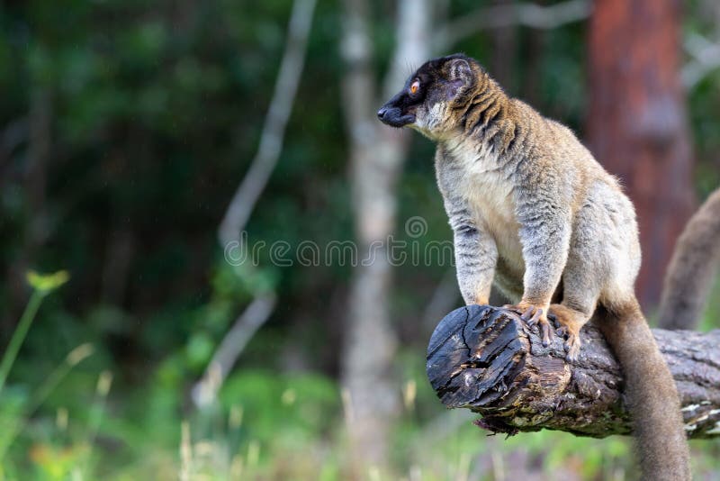 Lemurs on a Log Hanging Over the Water Stock Image - Image of look ...